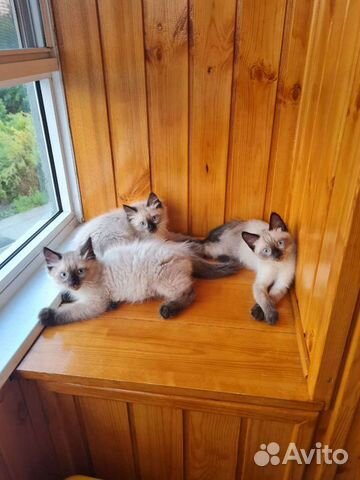 Тайские котята