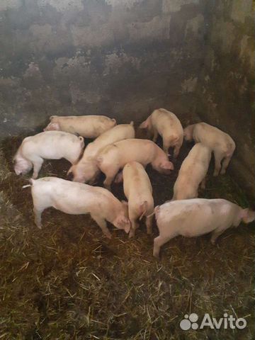 Поросенок ландрас кабаны