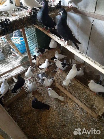 Продажа голубей