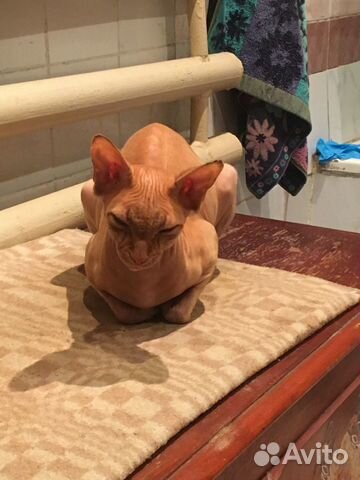 Кошка сфинкс бесплатно в хорошие руки