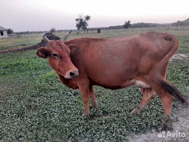 Корова дойная