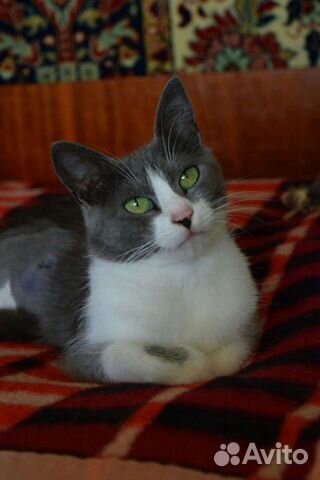 Зеленоглазка