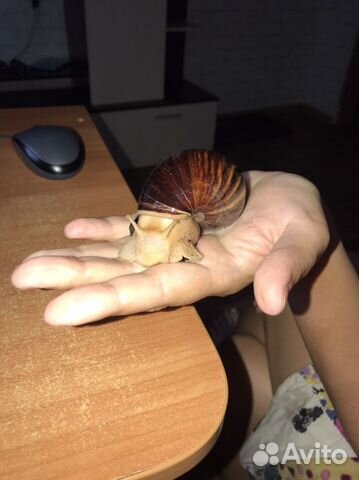 Отдам улитка ахатины 1 год