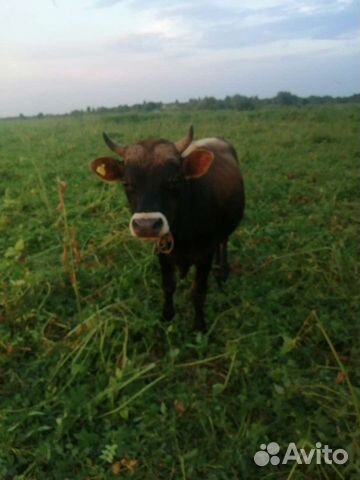 Быки на племя
