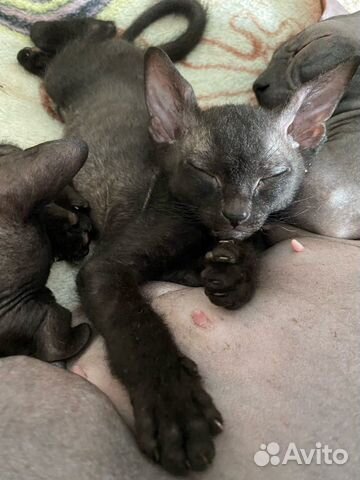 Донской сфинкс котята велюр браш