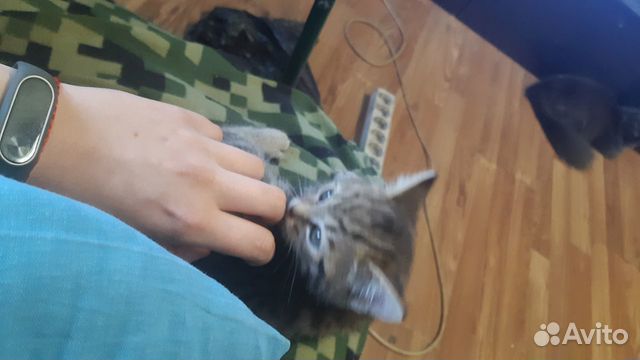 Британские вислоухие котята бесплатно