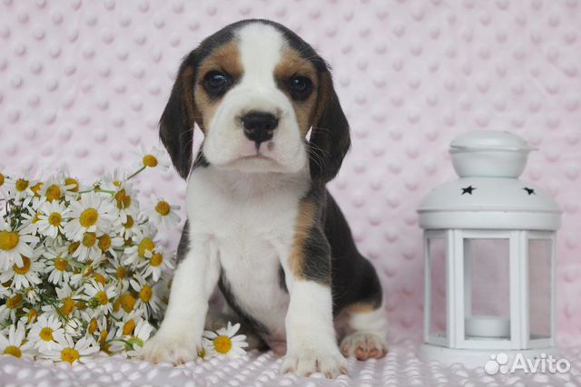 Единственный свободный мальчик бигленок