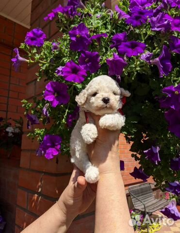 Бишон фризе шикарные мальчики и девочки