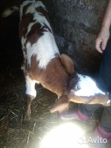 Продам Бычка