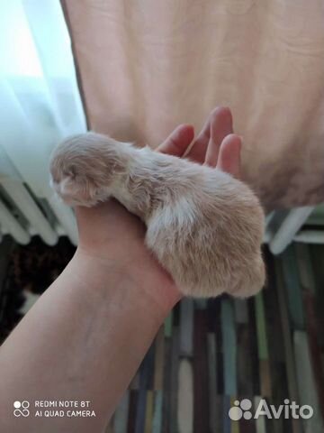 Домашние животные кошки