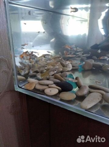 Гуппики гупики