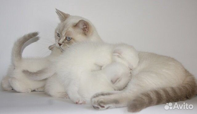 Котята Шотландские Вислоухие