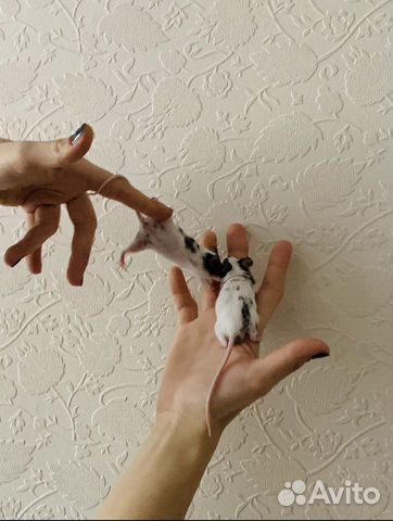 Мыши черно-белые