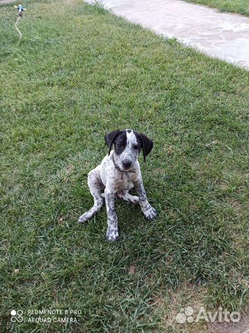 Отдам щенка курцхаара