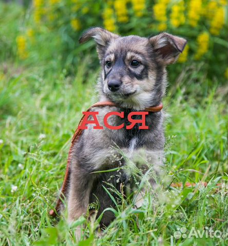 Щенок в хорошие руки