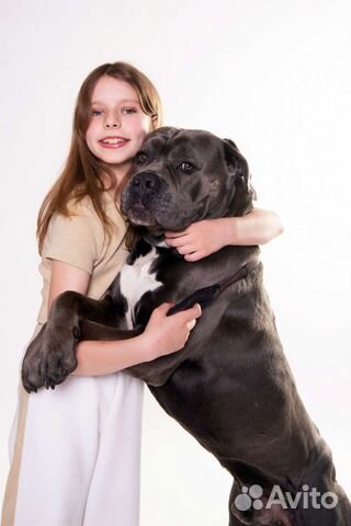 Кане Корсо вязка