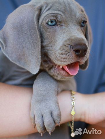 Щенки веймаранера. Серебряный призрак