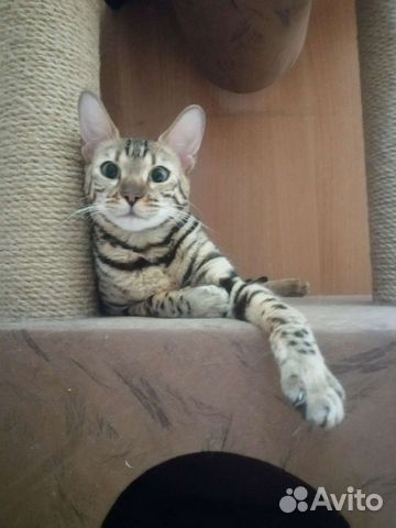 Бенгалка