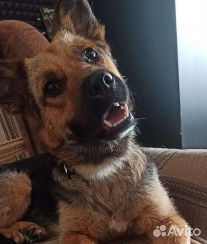 Миниатюрная Шаня ищет дом