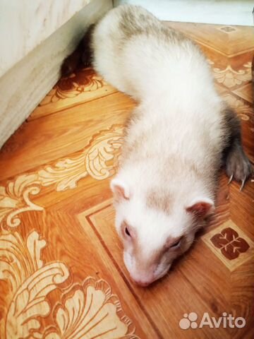 Хорек с клеткой