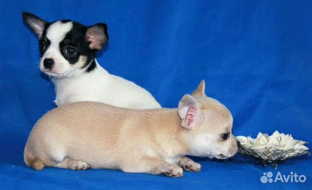 Отличные щеночки чихуа