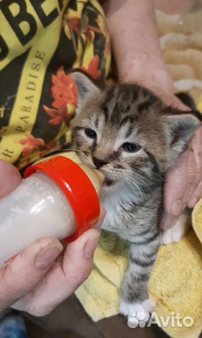 Маленькие 2 мес котята ищут вашу помощь и дом
