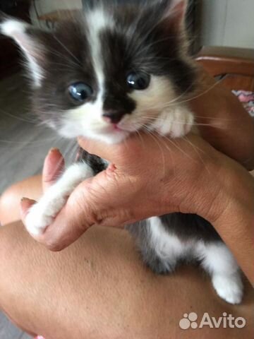 Чудесные пушистые малыши