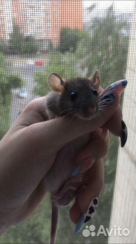 Крысята дамбо