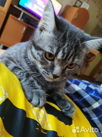 Кот британский