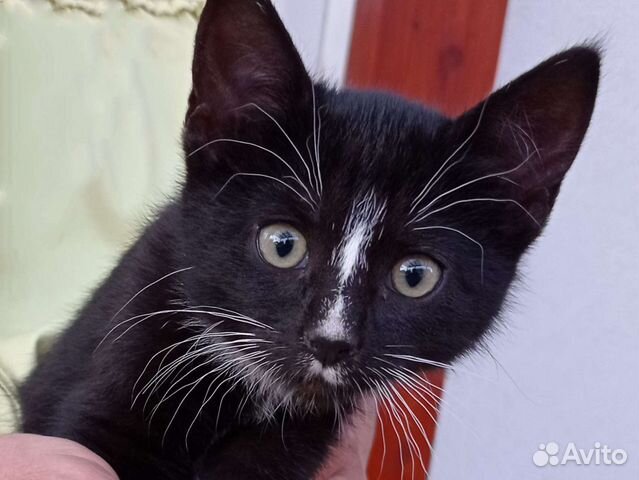 Отдам в добрые руки, котенок девочка, 2,5 мес
