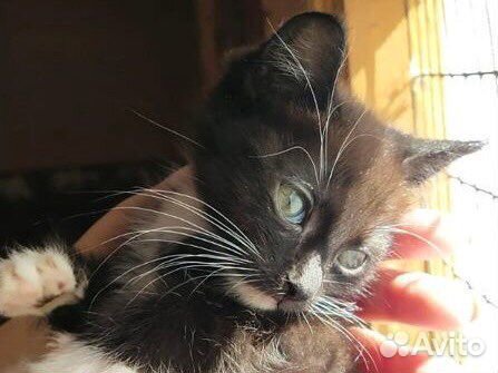 Крошечки котята полтора мес