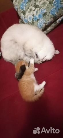 Котёнок Лучезар, 1 месяц, очень ласковый и мурлыка