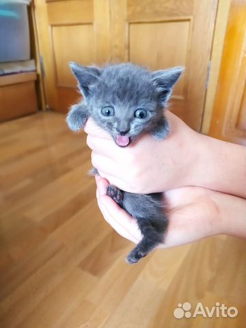 Котята русская голубая