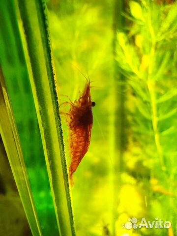 Креветки вишенки