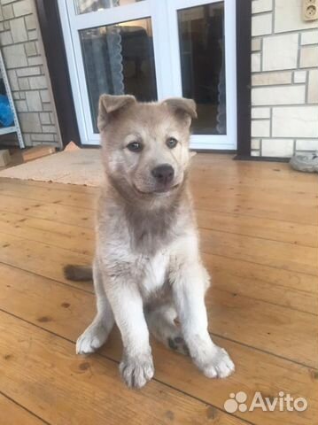 Щенки метисы в добрые руки