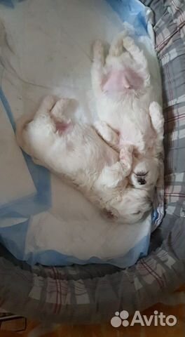 Мальчики бишон фризе. Резервация