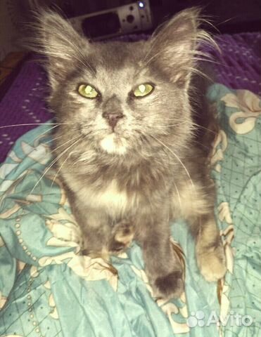 Котенок мэйнкун