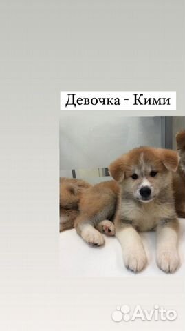 Акита Ину щенки