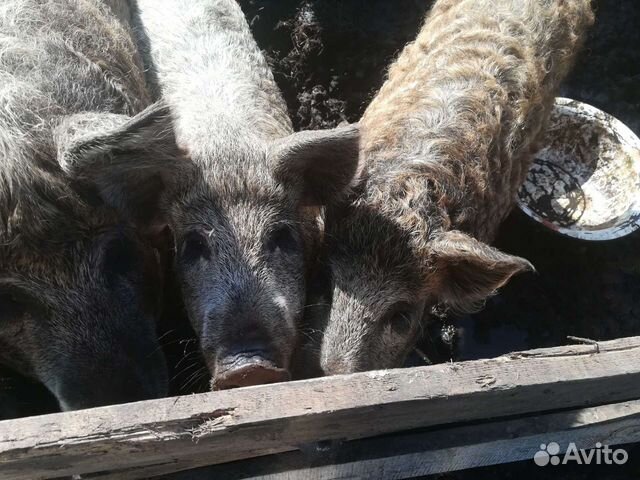 Свиньи, поросята