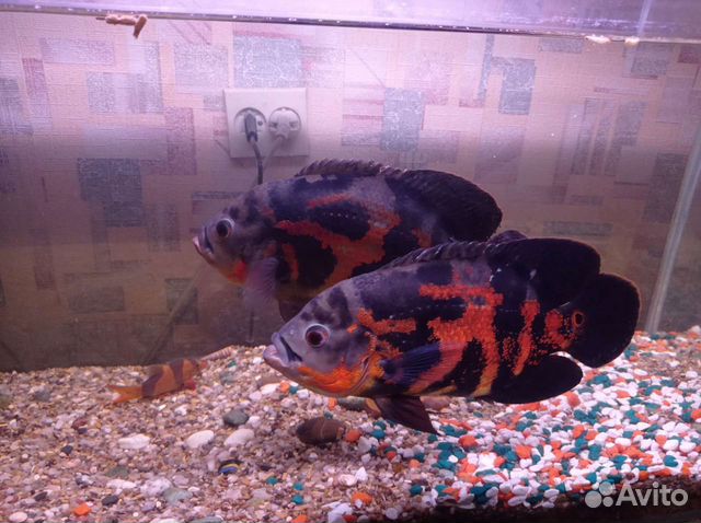 Рыбы аквариумные астронотусы 2 шт