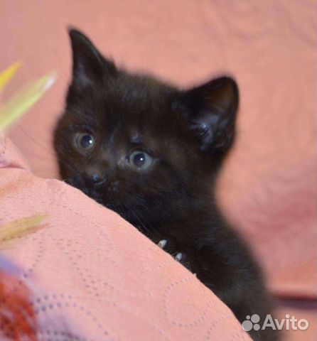 Котята Мальчик и девочка