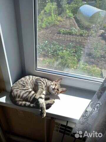 Отдам в хорошие руки кота