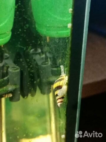 Улитка хилена