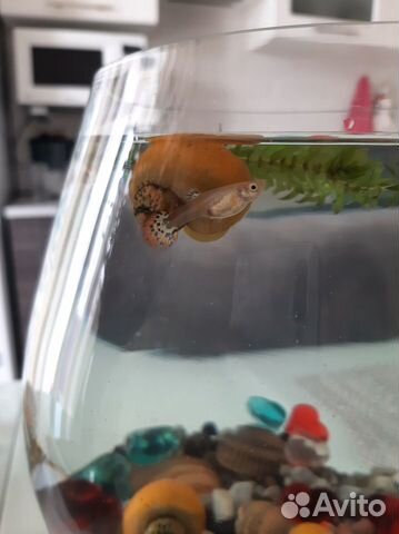Рыбки гуппи