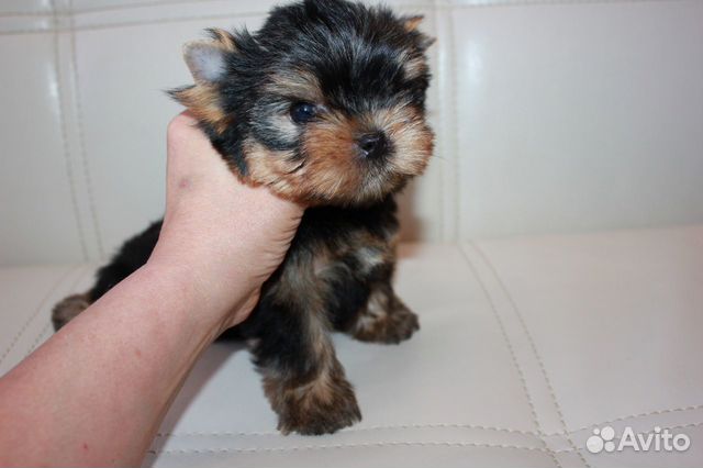 Чудо мини малыш - йорик 2 мес