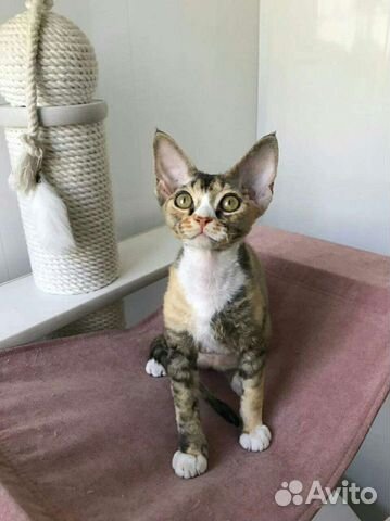 Девочка девон рекс