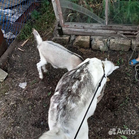 Коза с козочкой