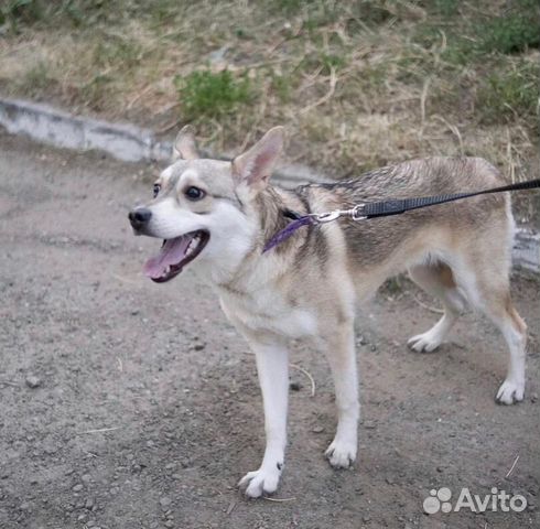 Отдам в добрые руки неугомонного парня