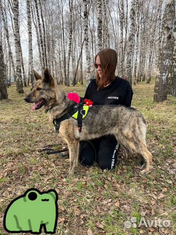 Тигра ищет дом,звоните