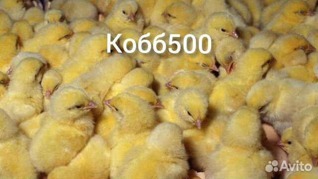 Цыплята бройлеры суточные